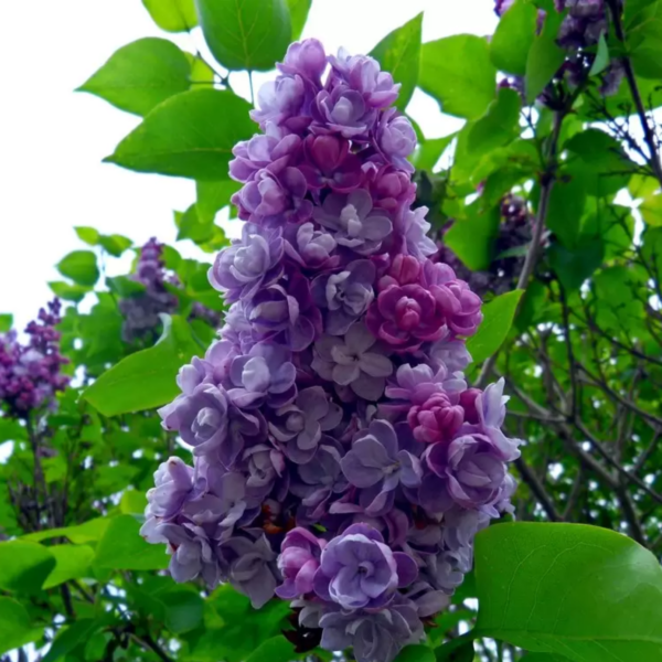 Саженцы, Сирень Сумерки купить Новосибирск, пышная сирень. 🌺